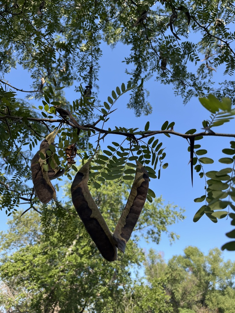 honey locust from Harris Creek Trail, Sherman, TX, US on September 7 ...
