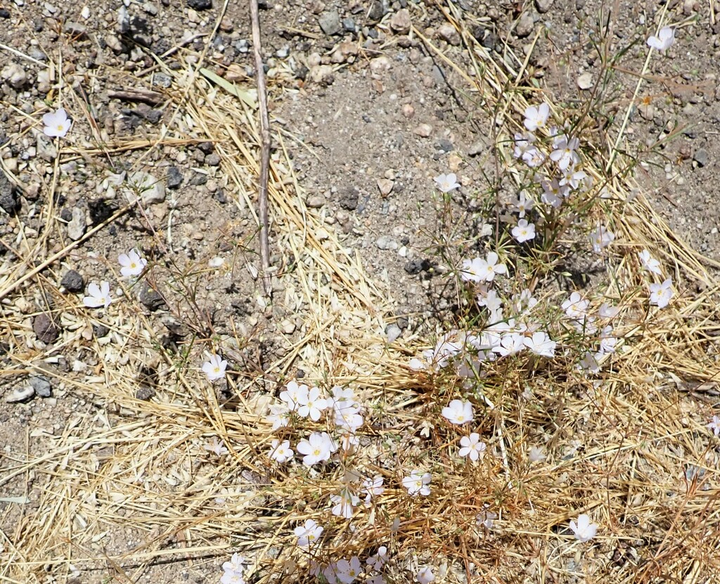 Flax-flowered Linanthus from Riverside County, CA, USA on September 6 ...