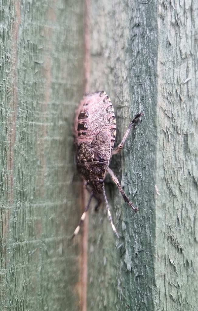 Mottled Stink Bug from Harrow HA3, UK on September 7, 2024 at 04:26 PM ...