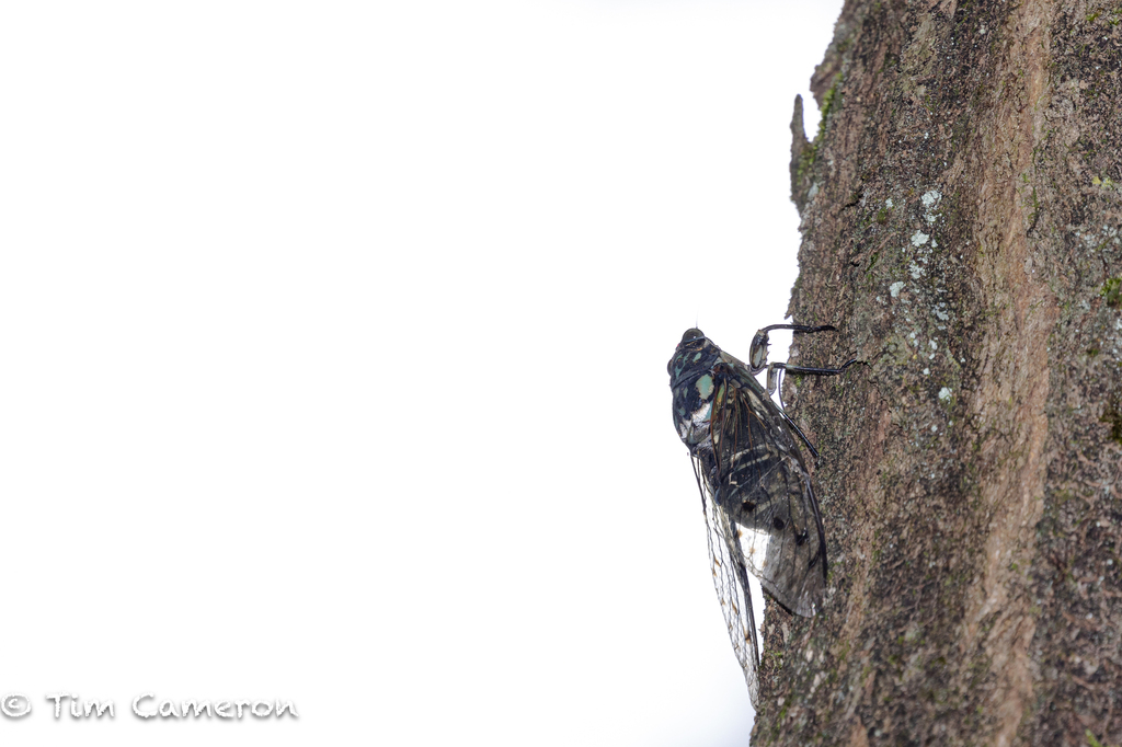 Robust Cicada from Chuo Ward, Kobe, Hyogo, Japan on September 6, 2024 ...