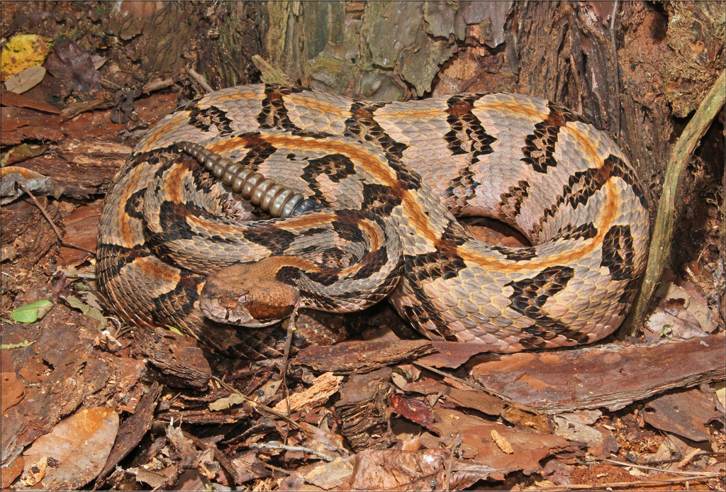 Timber Rattlesnake in August 2013 by Jake Scott · iNaturalist