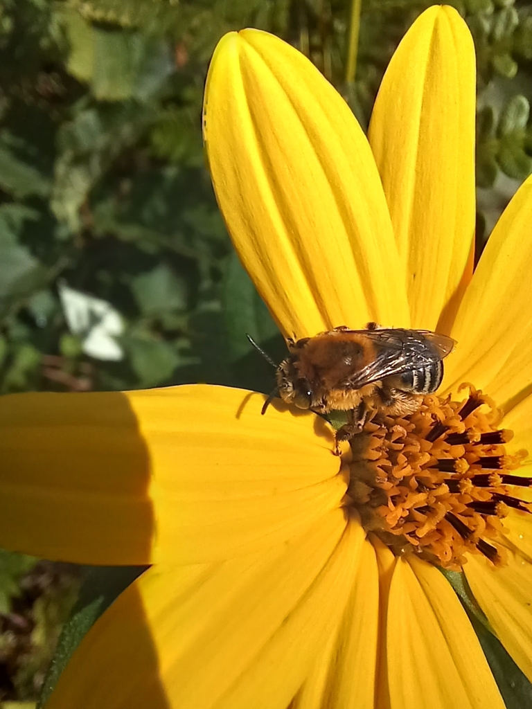 Bees from Deerfield, WI, USA on September 7, 2024 at 10:45 AM by Josiah ...