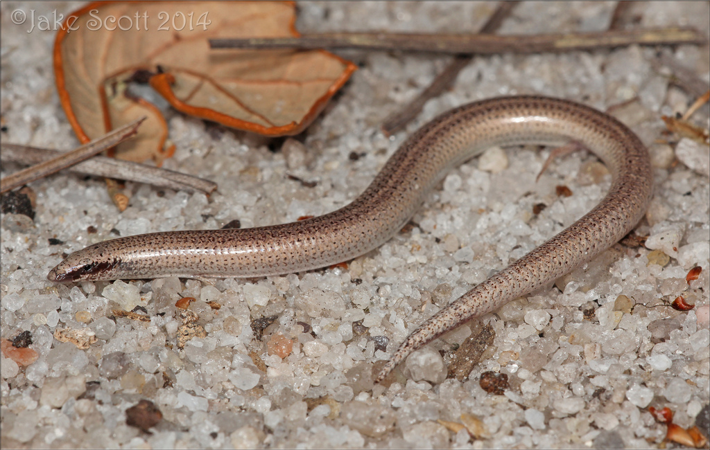 Florida Sand Skink in March 2014 by Jake Scott · iNaturalist