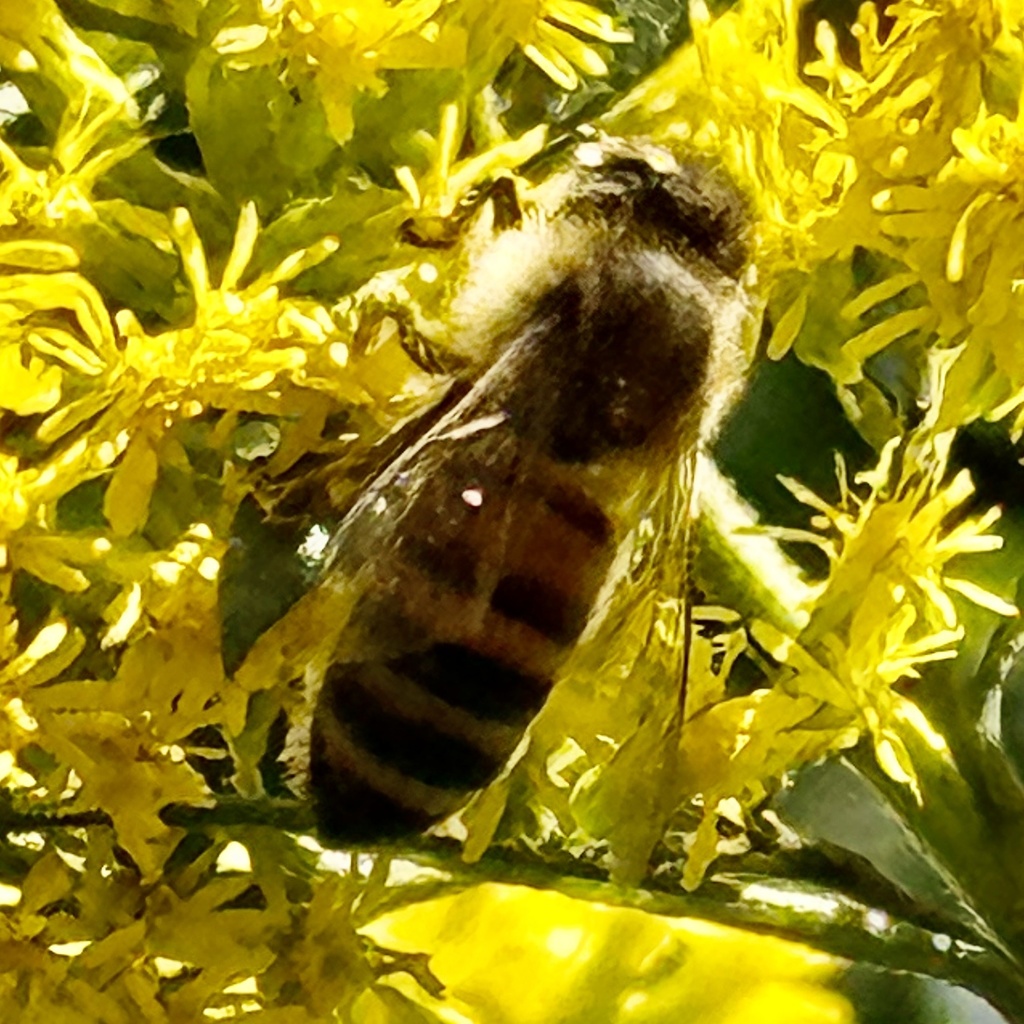 Western Honey Bee from I-94 E, Brookfield, WI, US on September 7, 2024 ...