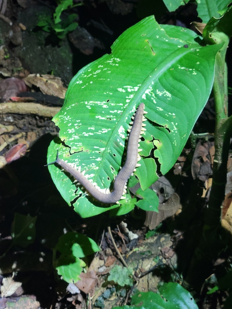 equatorial velvet worms from Río Blanco, Limón, Costa Rica on September ...