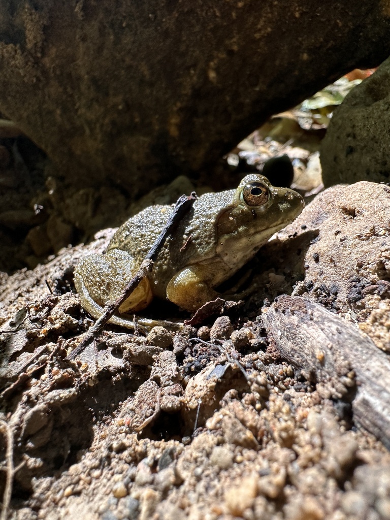 American Bullfrog from Mount Vernon, OH, US on September 4, 2024 at 11: ...