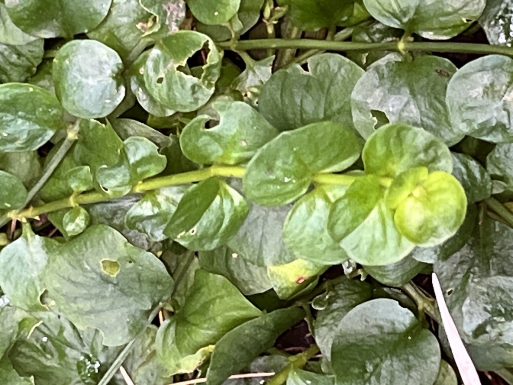 creeping Jenny from Pound Ridge Rd, Bedford, NY, US on September 7 ...