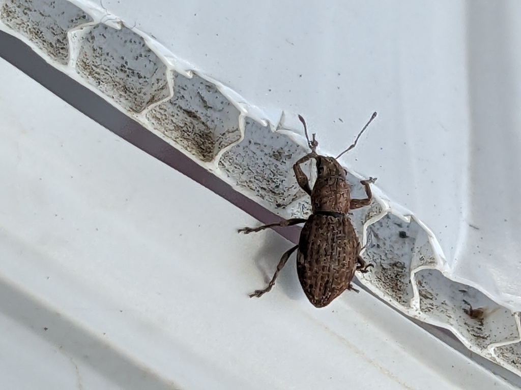 Fuller's rose weevil from Apex, NC, USA on September 7, 2024 at 05:18 ...
