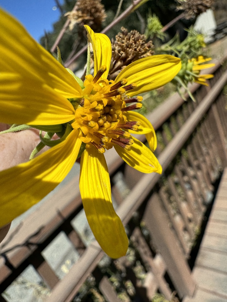 California sunflower from Mount Diablo State Park, Clayton, CA, US on ...