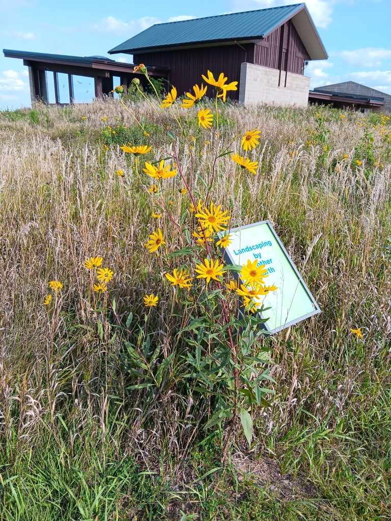 sunflowers from Delton Township, MN, USA on September 7, 2024 at 04:42 ...