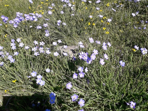 Variety Linum alpinum alpinum · iNaturalist