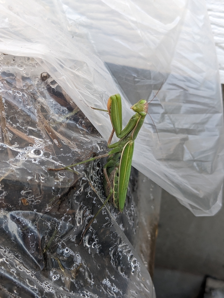 European Mantis from Salmon Arm, BC V1E 1J3, Canada on September 7 ...