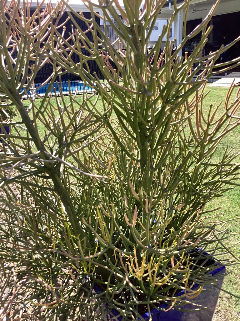 Fire Stick from Jervis St, Upper Kedron, QLD, AU on September 8, 2024 ...