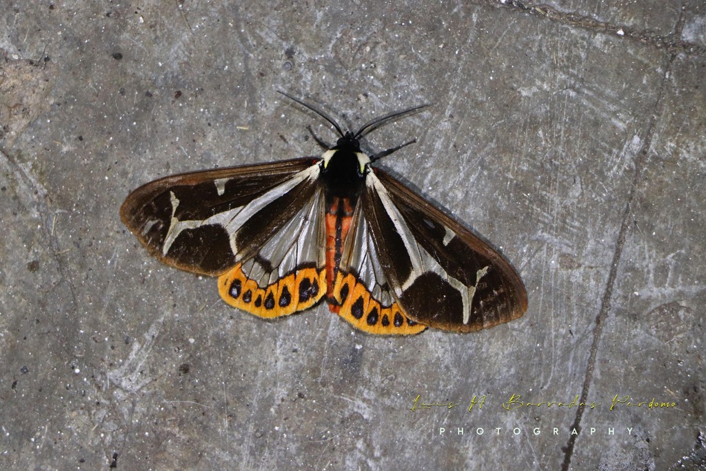 Northern Giant Flag Moth from Rancho El sinaí- Jilotepec, Ver., México ...
