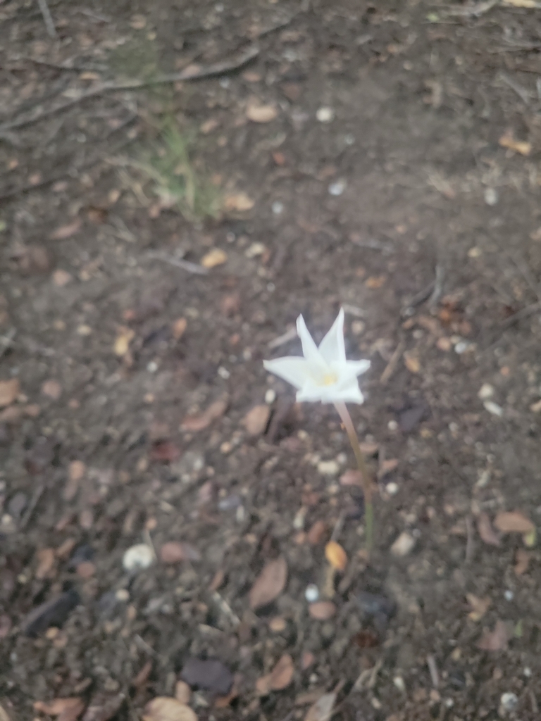 Brazos rain-lily from Temple on September 7, 2024 at 07:53 PM by Amy ...