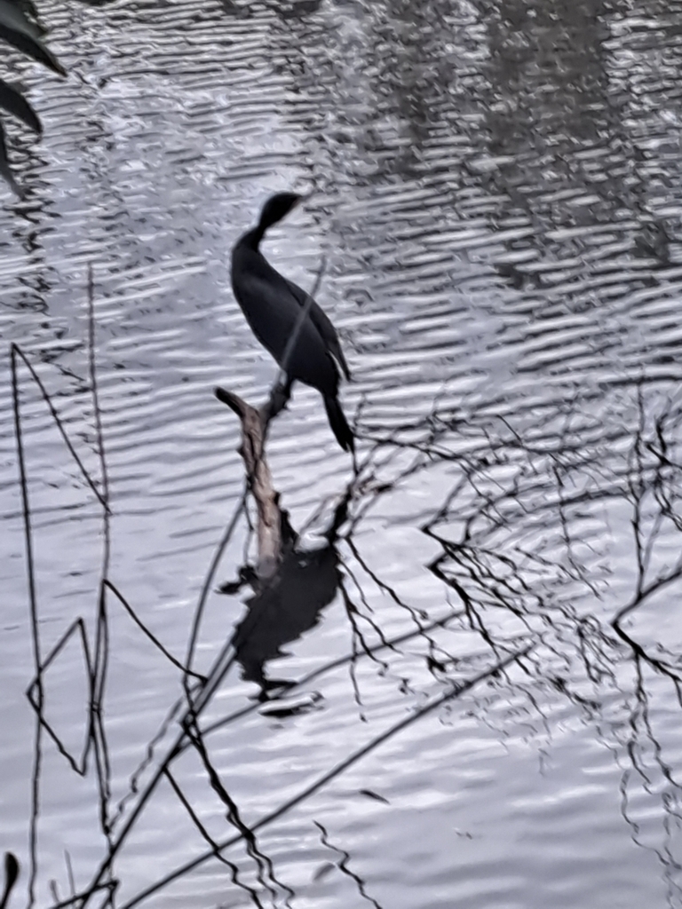 Typical Old World Cormorants from Moe VIC 3825, Australia on September ...