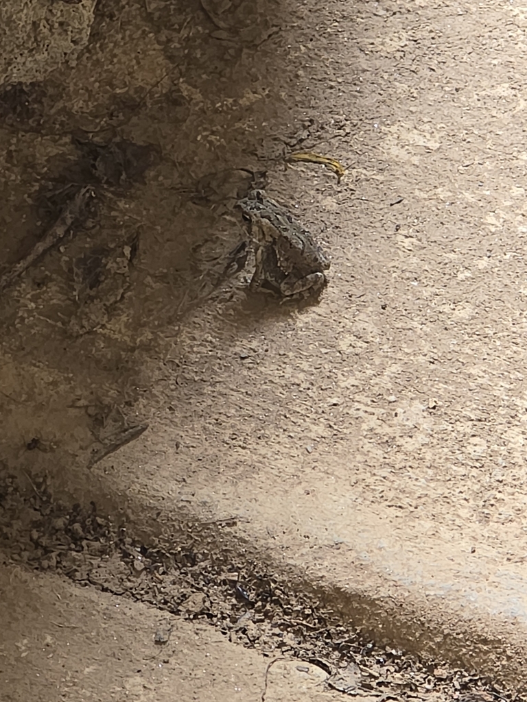 North American Toads from Fuquay-Varina, NC 27526, USA on September 7 ...