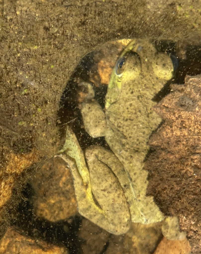 American Bullfrog from Eureka, MO, US on September 7, 2024 at 04:10 PM ...
