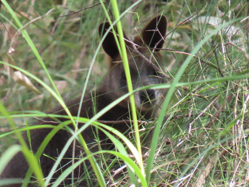 Swamp Wallaby from Moe - Newborough VIC 3825, Australia on September 8 ...
