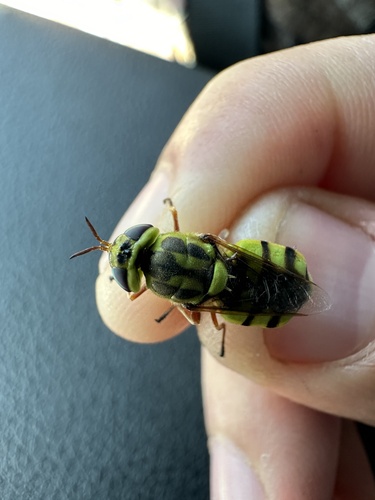 Observations by jrich_tx · iNaturalist