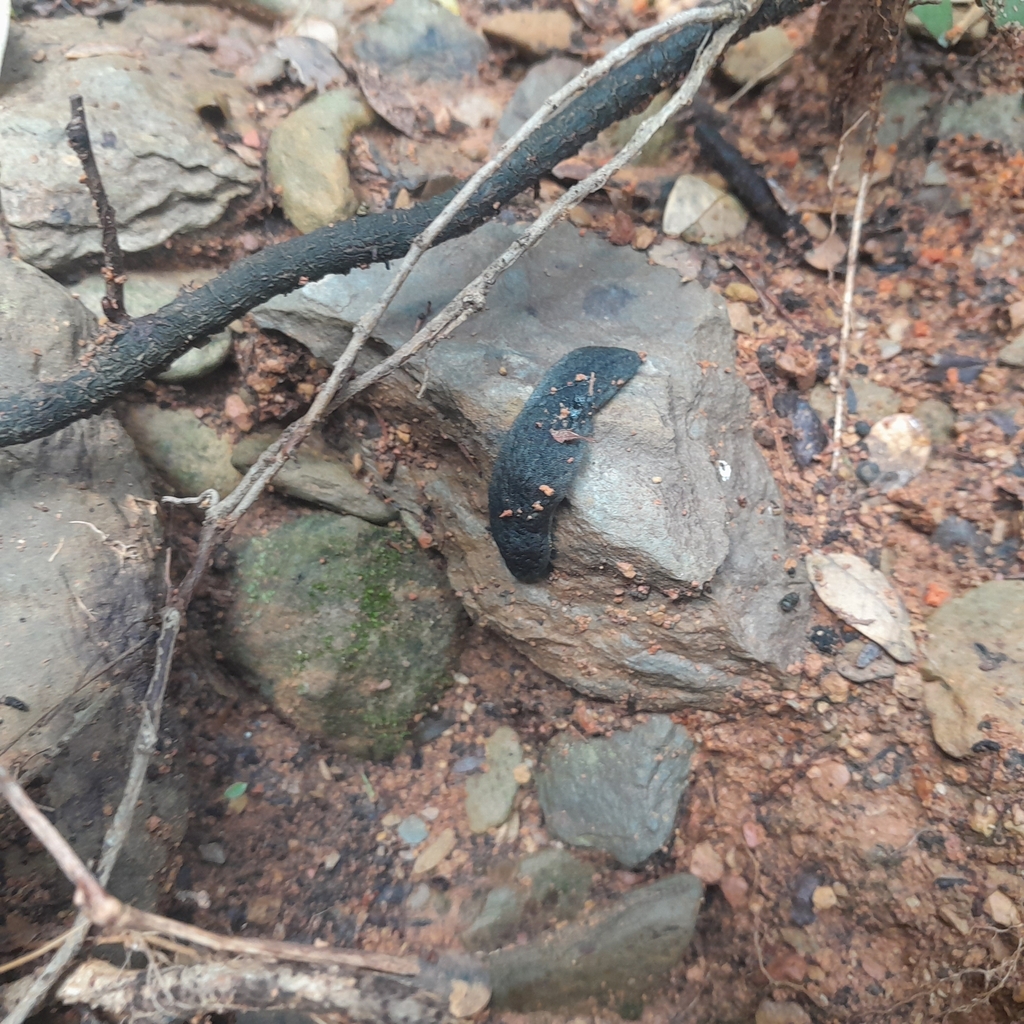 Animals from Mederos, 64950 Monterrey, N.L., México on August 31, 2024 ...