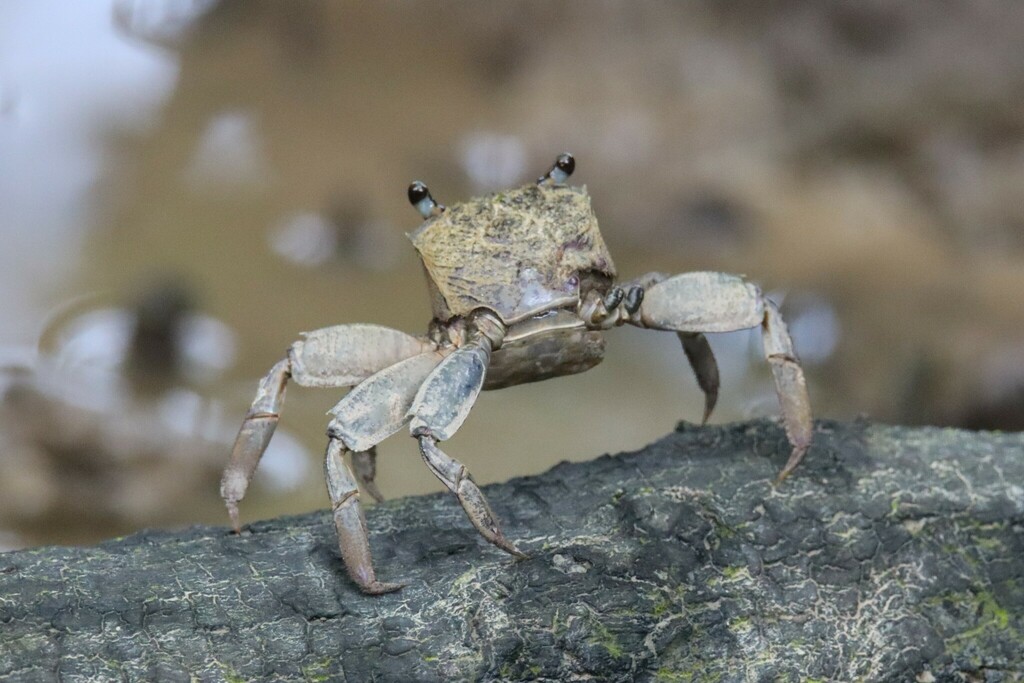 Violet Vinegar Crab from Taman Alam Kuala Selangor, Jalan Klinik, Taman ...