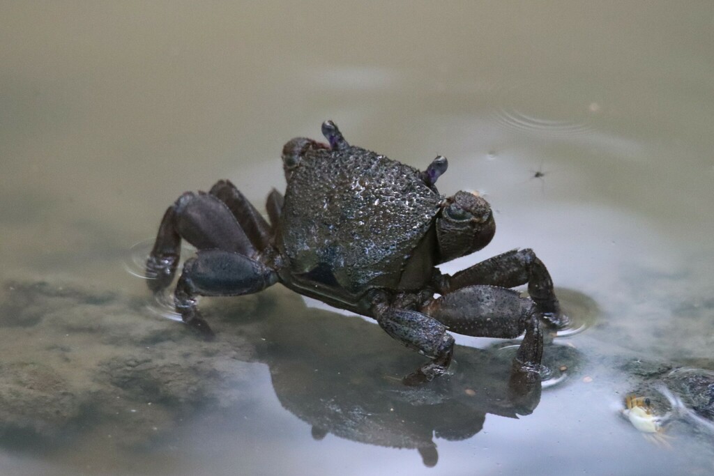 Violet Vinegar Crab from Taman Alam Kuala Selangor, Jalan Klinik, Taman ...