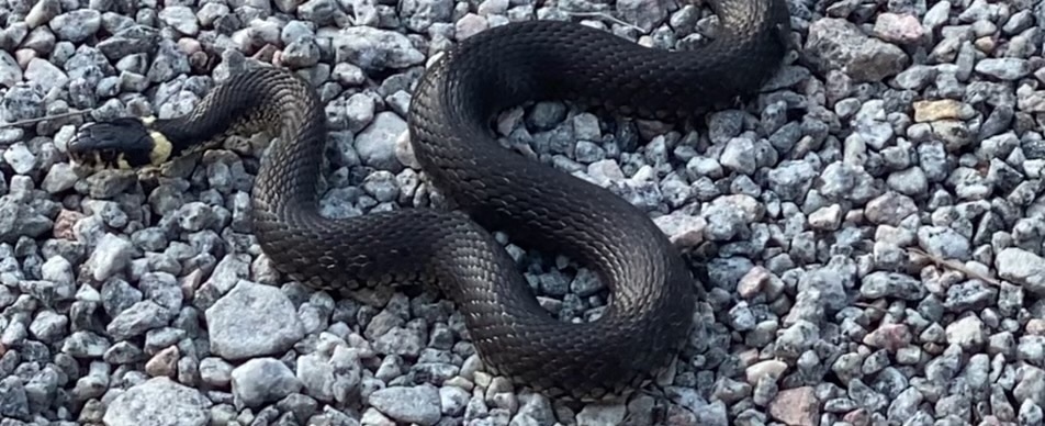 grass snake from Central Baltic Sea, Tystberga, D, SE on September 8 ...