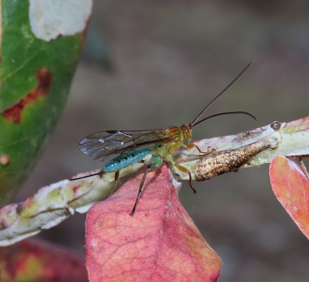 Theronia maculosa from Burra NSW 2620, Australia on September 6, 2024 ...