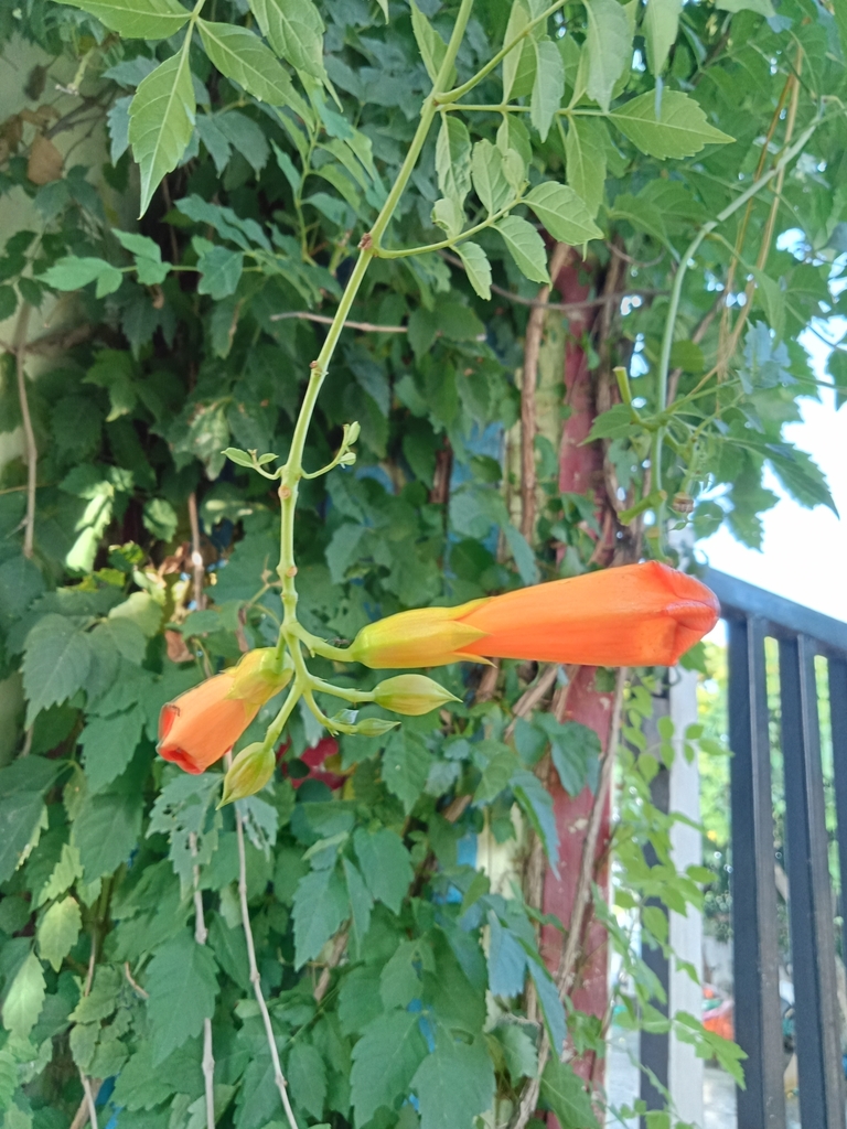 Hybrid Trumpet Vine from Sunkhari Kalan, Uttarakhand 262311, India on ...