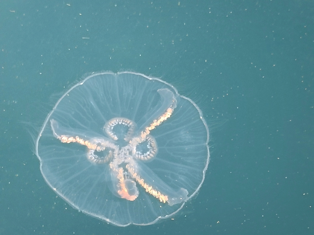 Common Moon Jelly from Korpoström, Suomi on September 21, 2023 at 10:33 AM by Milla K · iNaturalist