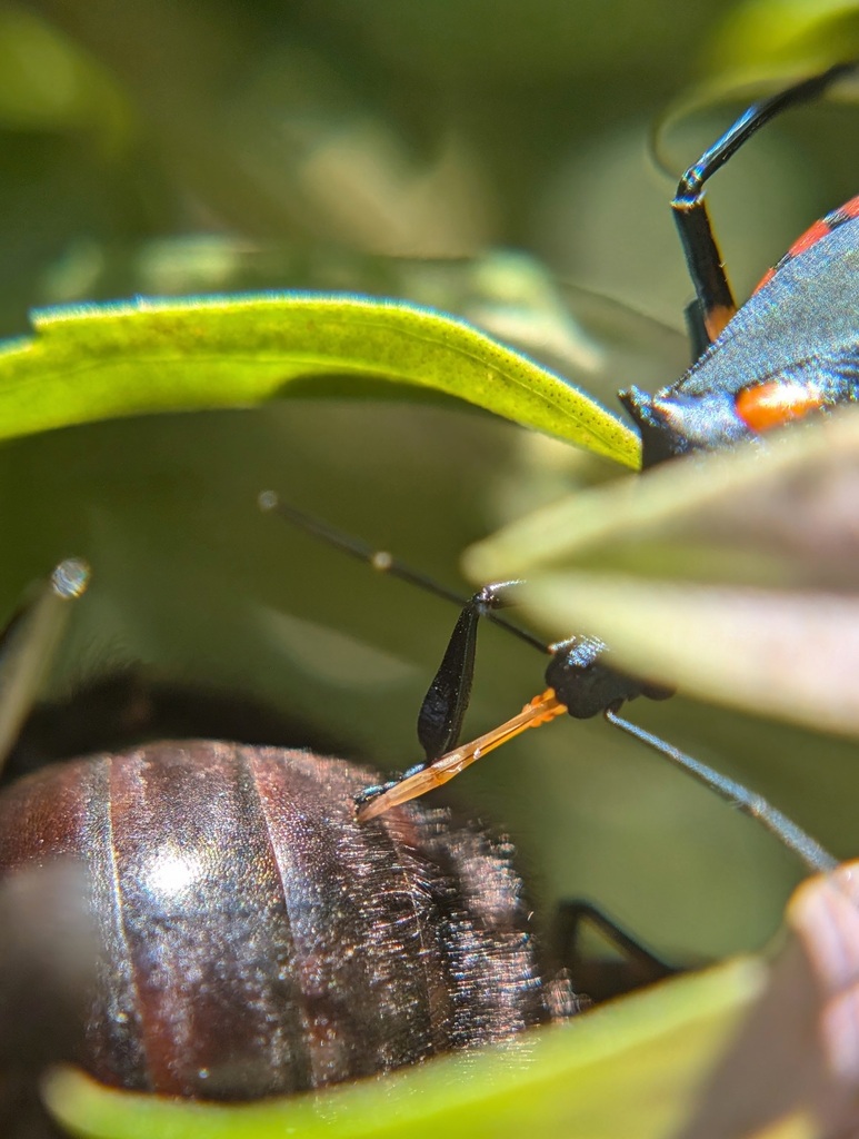 Florida Predatory Stink Bug from Redmont Park, Birmingham, AL, USA on ...