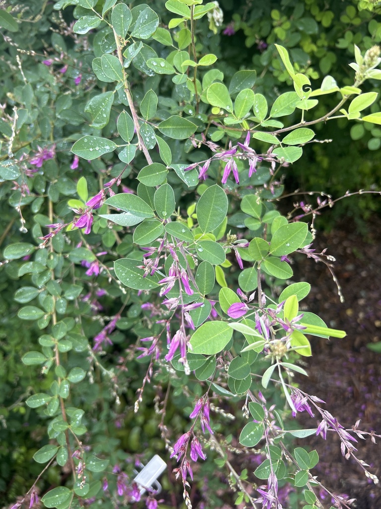 bush clovers and lespedezas from University of Nebraska - East Campus ...