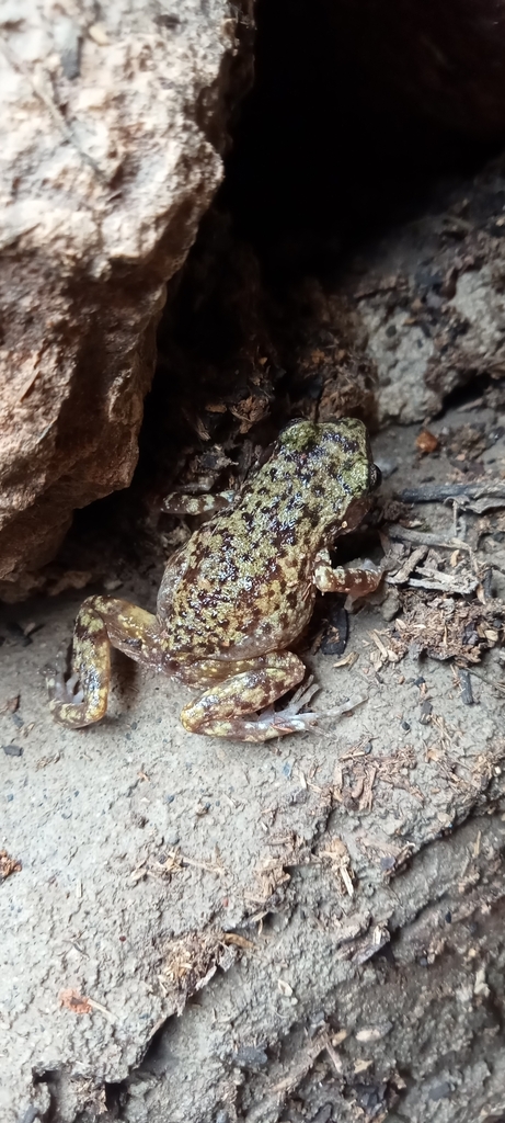 Spotted Chirping Frog from Manzana 001, 55667 Santa María Apaxco, Méx ...