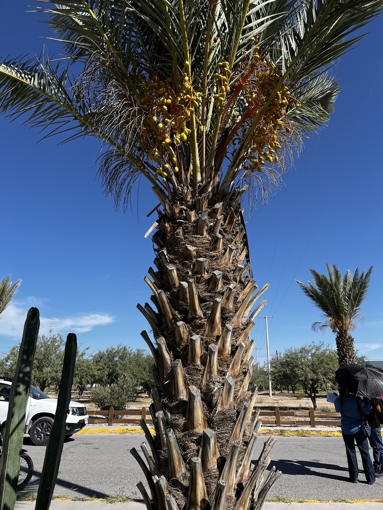 Palma datilera desde Universidad Autónoma Chapingo, Mapimí, Dgo., MX el ...