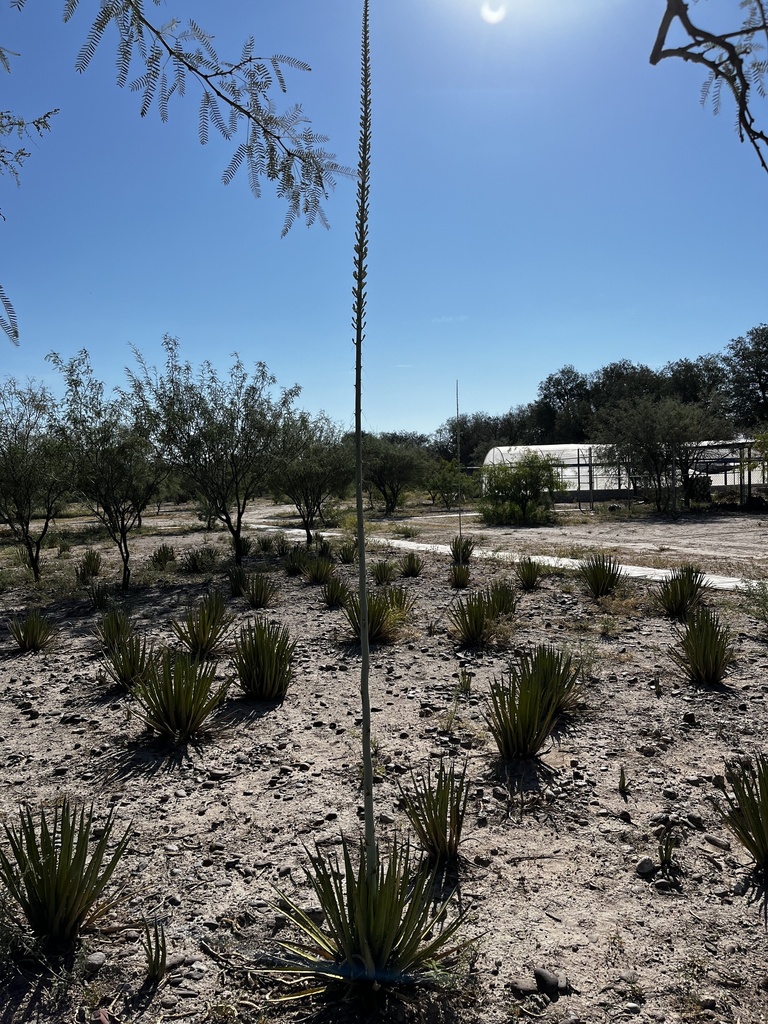 lechuguilla from Universidad Autónoma Chapingo, Mapimí, Dgo., MX on ...