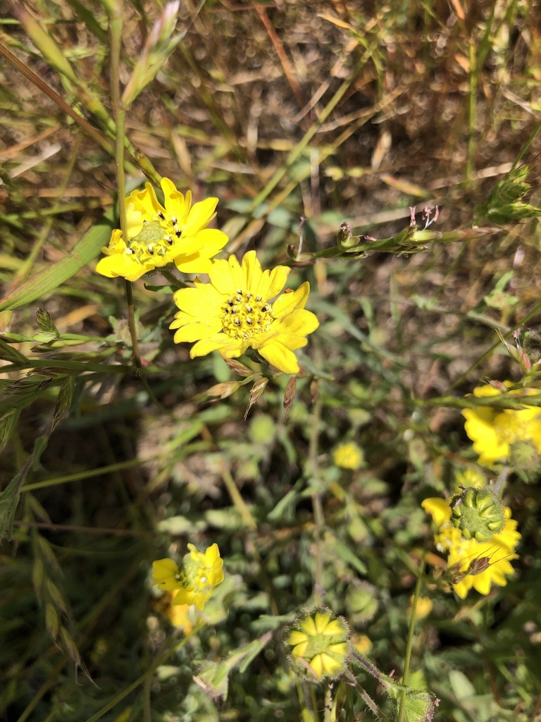 Hayfield Tarweed from Ring Mountain, Corte Madera, CA, US on May 24 ...