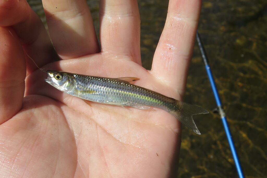 Whitetail Shiner from Cullowhee, NC, USA on September 8, 2024 at 11:33 ...