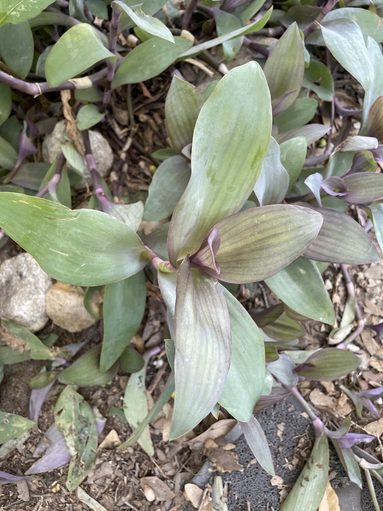 flowering inch plant from Bluegrass Creek, San Antonio, TX, US on ...