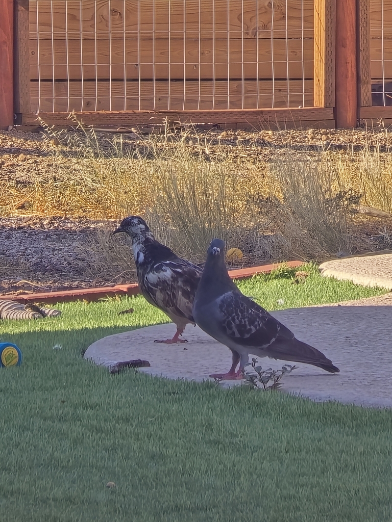 Feral Pigeon from Peoria, AZ 85345, USA on September 8, 2024 at 05:00 ...