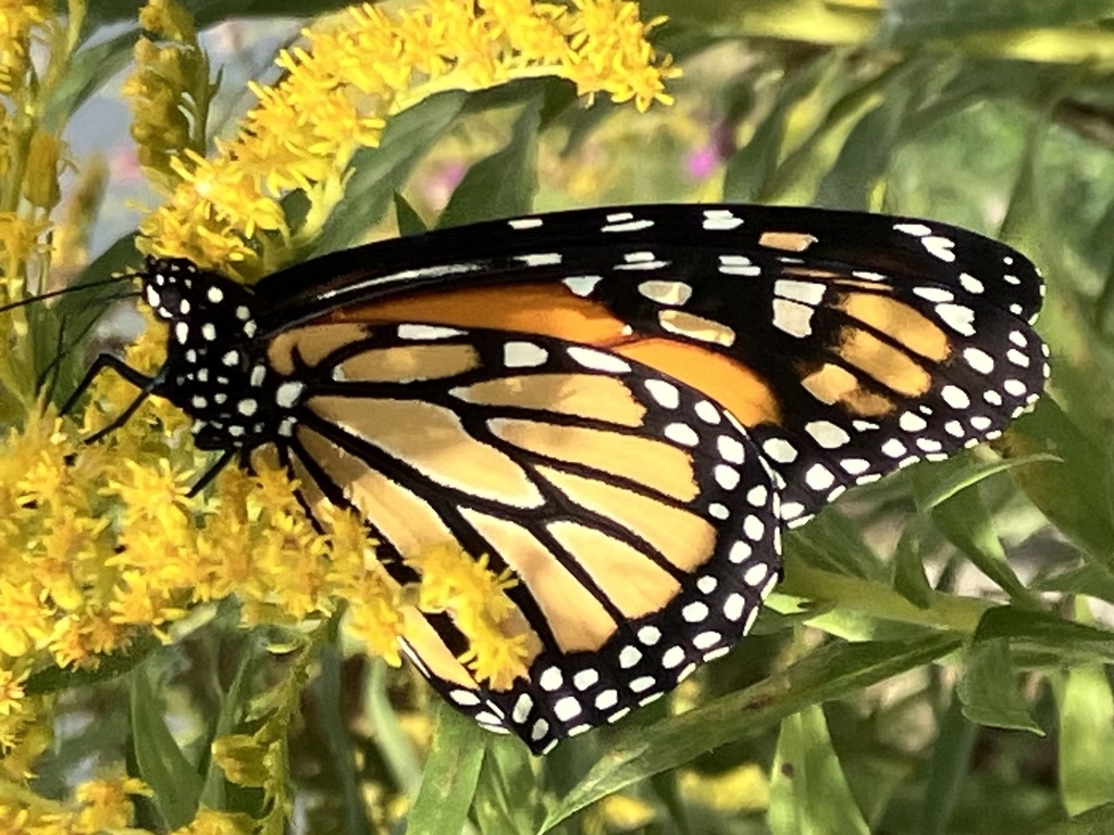 Monarch in September 2024 by alachenw · iNaturalist