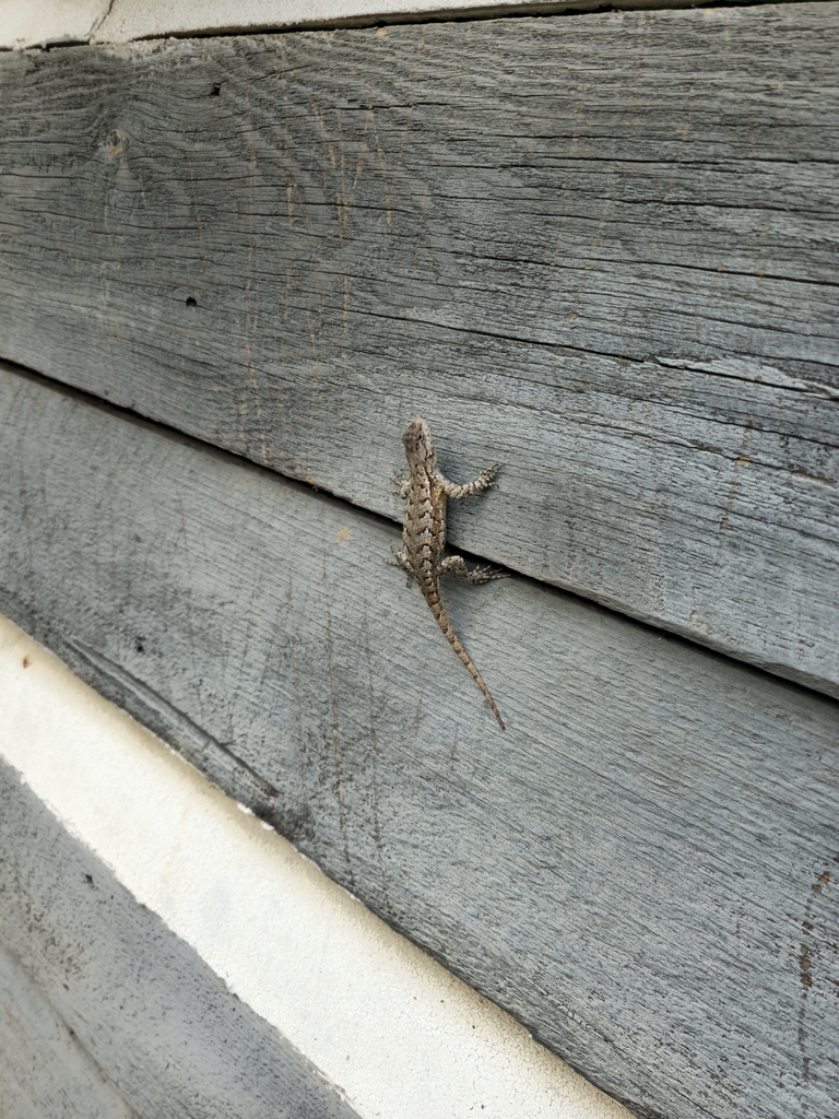 Eastern Fence Lizard from Olive Hill, KY 41164, USA on September 8 ...