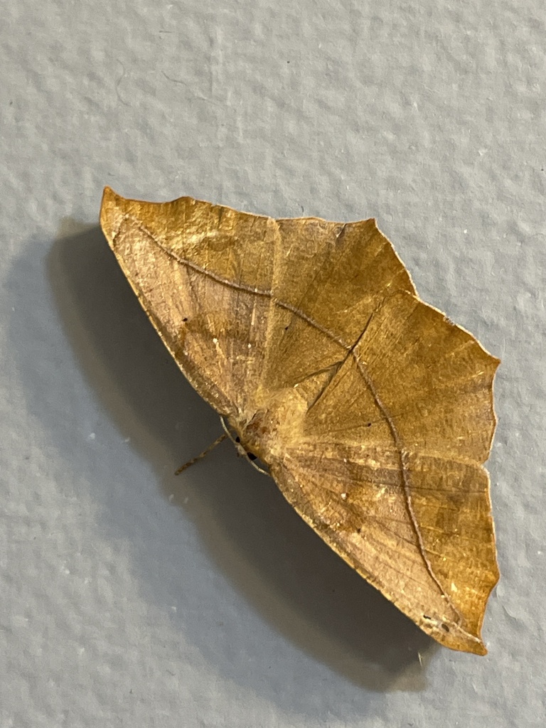 Large Maple Spanworm Moth from Long Island, Holbrook, NY, US on ...