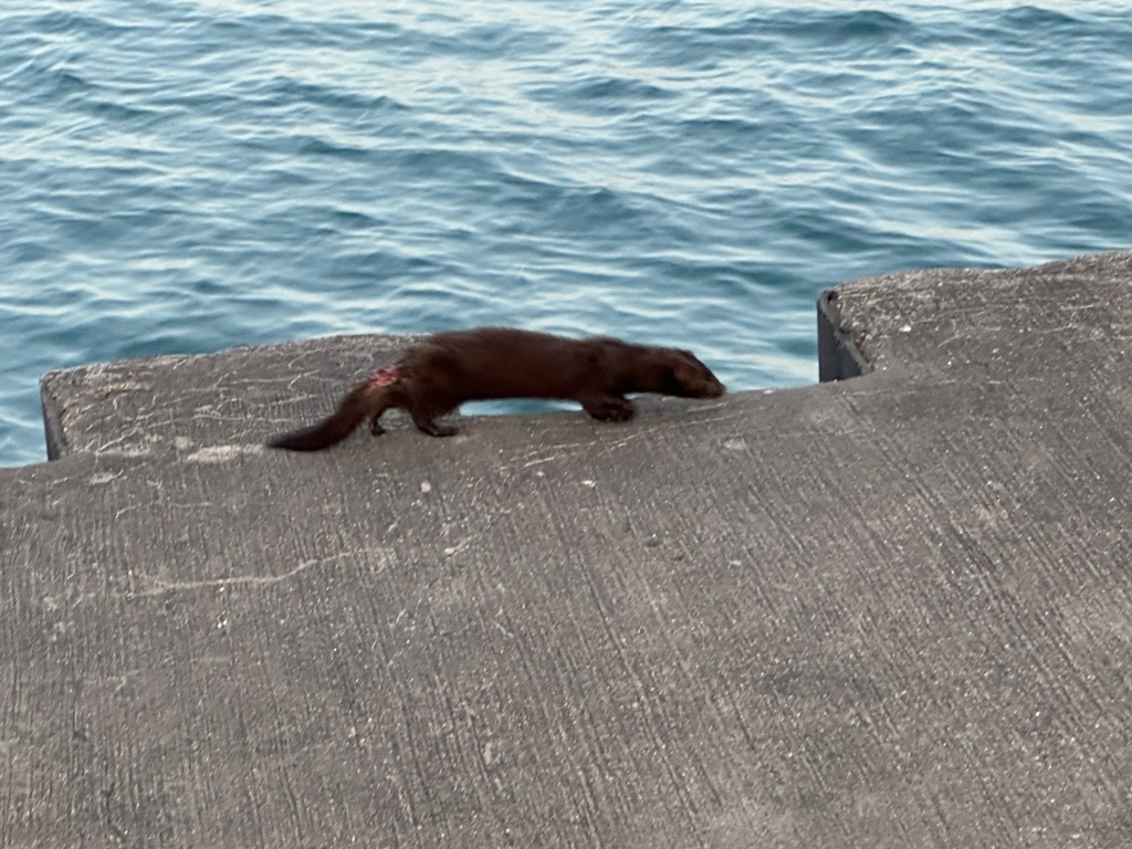 American Mink from Milwaukee, WI, US on September 8, 2024 at 06:56 PM ...