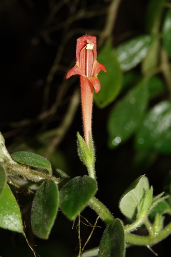 Columnea scandens · iNaturalist