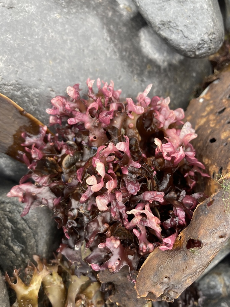 Irish Moss from Point Pleasant Park, Halifax, NS, CA on September 8 ...