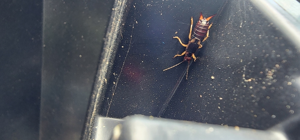 Earwigs from Chapel Hill, NC 27516, USA on September 8, 2024 at 10:45 ...