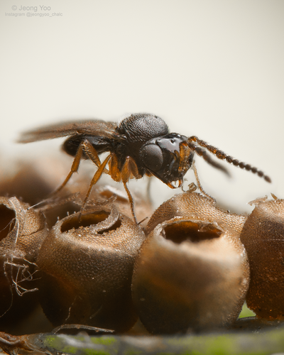 Subfamily Telenominae · iNaturalist