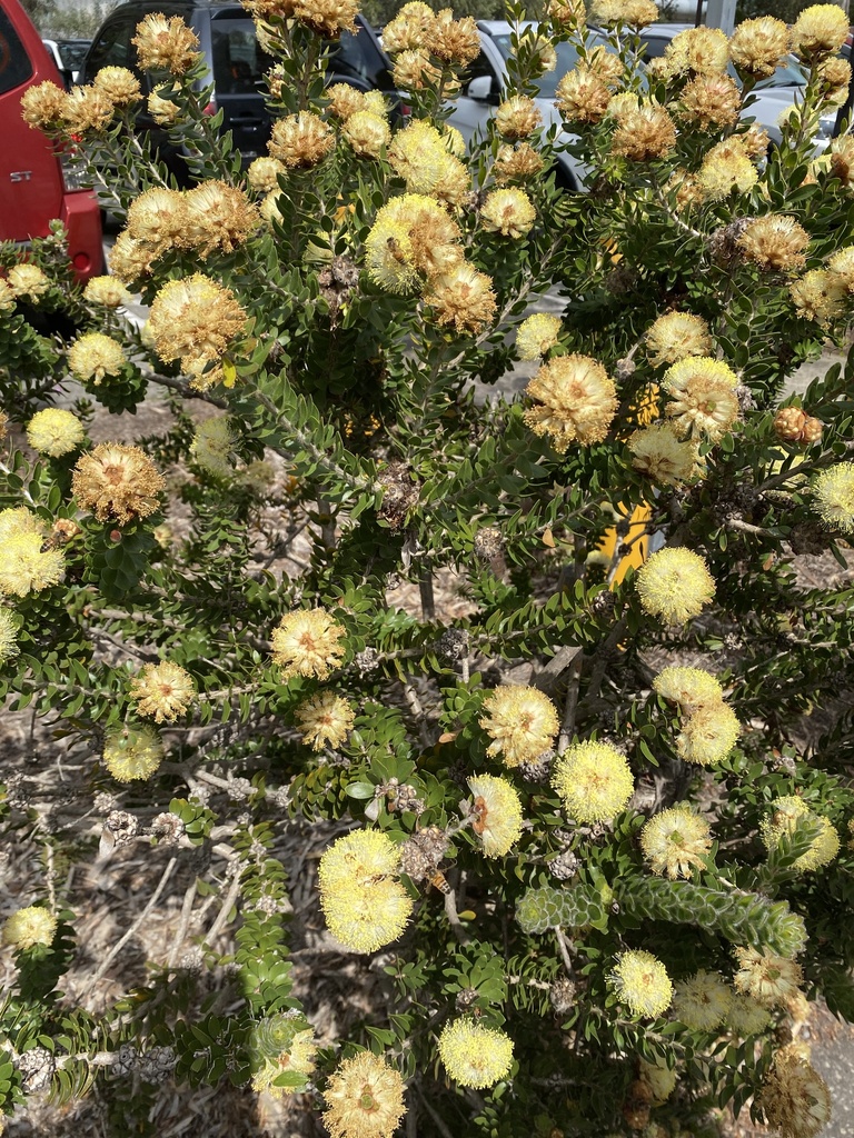 Melaleuca megacephala from South Metropolitan TAFE, Murdoch, WA, AU on ...