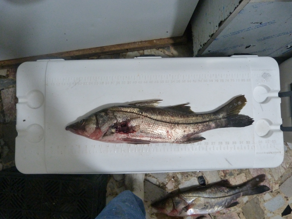 Mexican Snook from Tampico, Tamps., México on April 25, 2022 at 05:26 ...